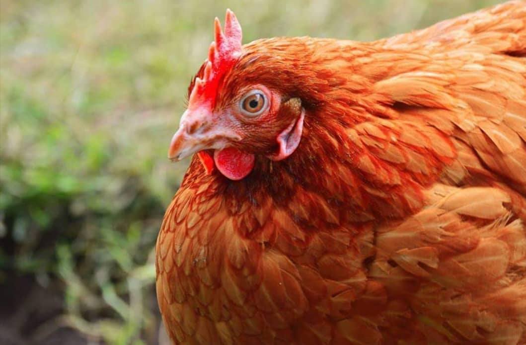 Homes for Hens - Backyard Poultry